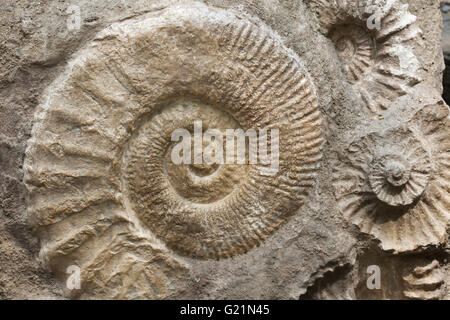Fossilized ammonites from cretaceous period Stock Photo - Alamy