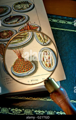 Victorian fish page illustration magnifier glass detail lithograph Mrs ...
