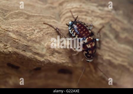 Harlequin cockroach (Neostylopyga rhombifolia) at Prague Zoo, Czech ...