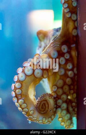 Octopus in the aquarium. Common octopus (Octopus vulgaris). Wild animal ...