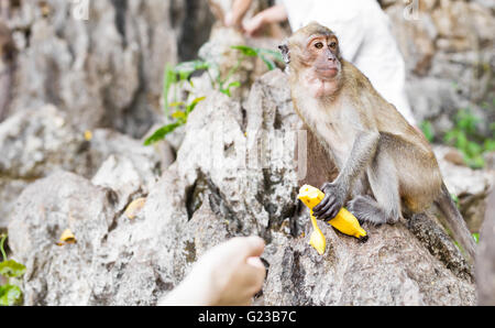 monkey taking food from human's hand Stock Photo - Alamy
