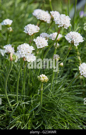 White sea thrift Armeria maritima 'Alba' flowers closeup growing in ...