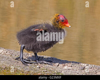 Young coot chick standing Stock Photo - Alamy