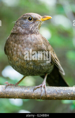 Immature Blackbird (Turdus merula Stock Photo - Alamy