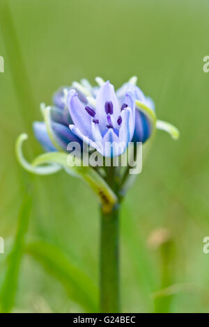 Spring Squill (Scilla verna) flowers, growing on poor soil of rocky ...
