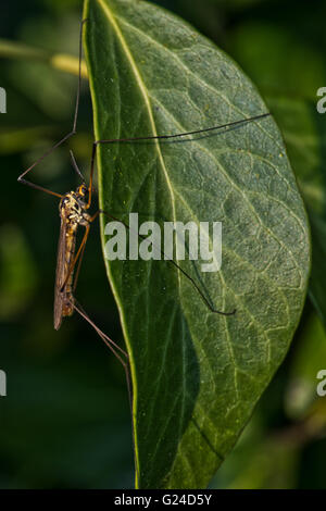 Spotted Crane-Fly, Nephrotoma appendiculata, Tipulidae, Diptera Stock ...