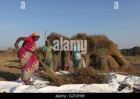 PRADHAN TRIBE - Tribal women stacking the Tur sheaf. Pradhan boti ...