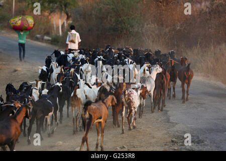 ANDH TRIBE - Man herding goats. Moje Paluwadi ) Village, Maharashtra, India Stock Photo - Alamy