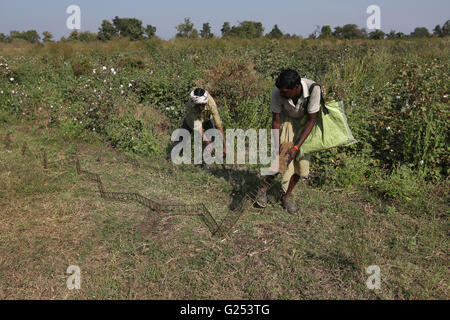 Pardhi Tribe - Fase Pardhi hunters bird calling to catch quails ...