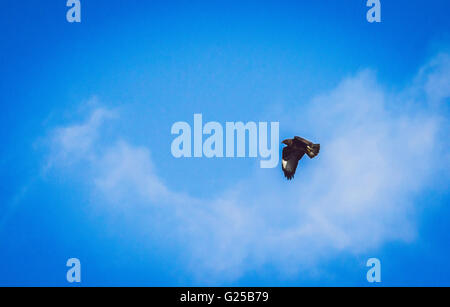a german eagle flying in the skies Stock Photo - Alamy