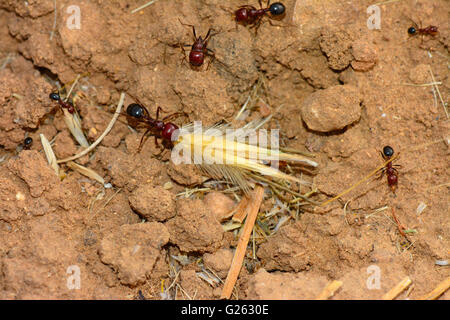 ants collect food Stock Photo - Alamy