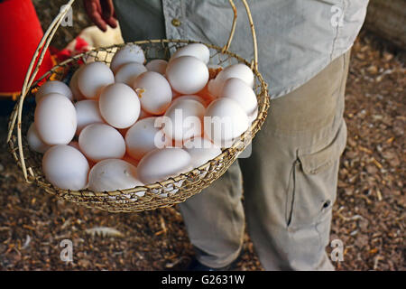 Farmer collecting eggs at a chicken farm, Waterford, Ontario Stock ...