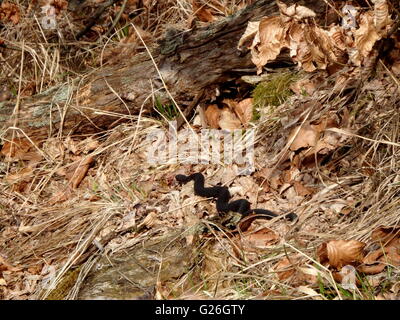 Venomous snake black viper, Slovakia, Great Fatra Stock Photo - Alamy