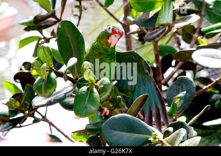 Puerto Rican Parrot (Amazona vittata), a Critically Endangered bird ...