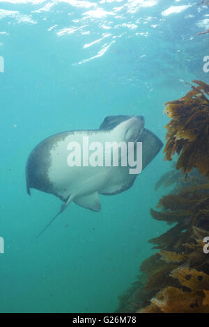 Eagle Ray (Myliobatis tenuicaudatus) Bay of Islands, New Zealand ...