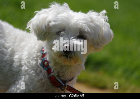 Frison Biche puppy Stock Photo - Alamy