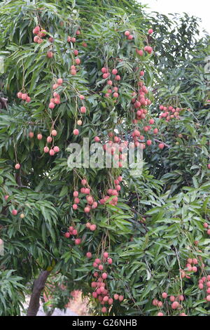Litchi Fruit, Fruits, Indian fruits, fruit tree Stock Photo - Alamy