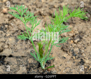 Dill; Anethum graveolens; Keimling Stock Photo - Alamy