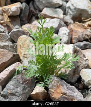 Kalifornischer; Mohn; Eschscholzia; californica; Keimling, ist eine ...