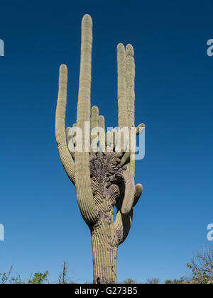 Sutherland Trail loop hike, Catalina Mountains, Arizona Stock Photo - Alamy