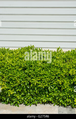 green bush and wood panels used as wall cover Stock Photo - Alamy