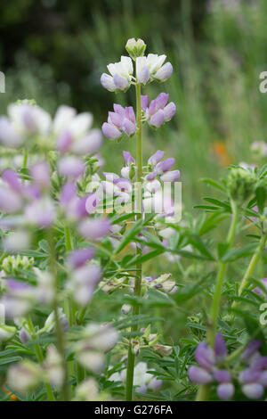 Leguminous plants (family Fabaceae) in specialised containers allowing ...