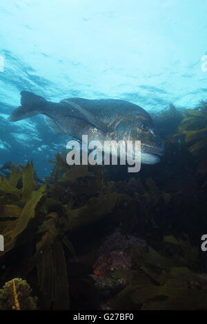 Snapper (Chrysophrys auratus Stock Photo - Alamy