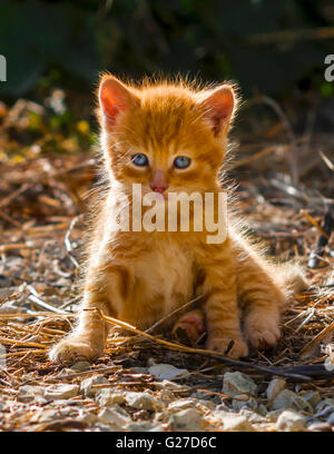 Ginger tom kitten - France Stock Photo - Alamy