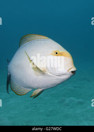 Yellowfin surgeonfish (Acanthurus xanthopterus), Great Barrier Reef ...