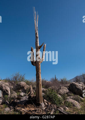 Saguaro skeleton, Catalina State Park, Tucson, Arizona Stock Photo - Alamy