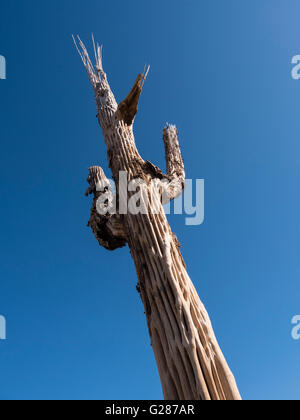 saguaro (Carnegiea gigantea Stock Photo - Alamy