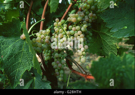 Trebbiano white wine Tuscany Italy Stock Photo - Alamy
