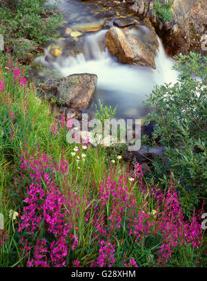 Fireweed Epilobium angustifolium Jasper National Park Canada Stock ...