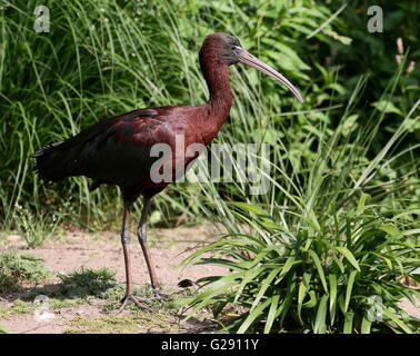 South American Puna Ibis (Plegadis ridgwayi Stock Photo - Alamy