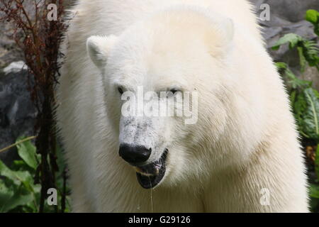 Close up of the head of a growling mature male polar bear (Ursus ...