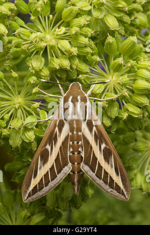 Striped Hawk-Moth (Hyles livornica) at the flowers of Dune Poison Bush ...