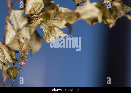 Close-up of a tattered and damaged rotten gourd Stock Photo - Alamy