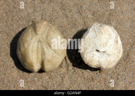 Sea-potato, a sea-urchin (Echinocardium cordatum) exposed on sand as ...