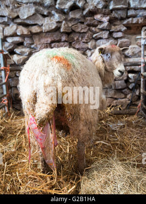 ewe giving birth to a lamb, lambing Stock Photo - Alamy