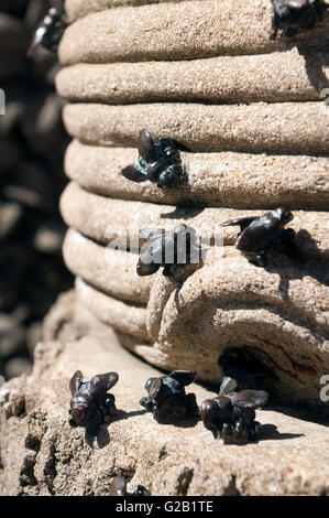 The Beekeeper of Beeston sculpture, Beeston, Nottinghamshire, England ...