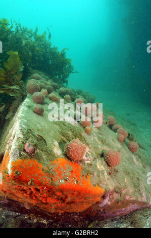 Rock encrusted with colourful sponges, and algae, Cerbicale Islands ...