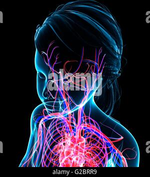 Circulatory system of the head and neck, illustration Stock Photo - Alamy