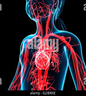 Human vascular system, illustration Stock Photo - Alamy