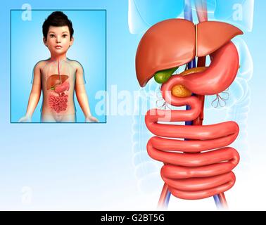 Digestive system of a child, illustration Stock Photo - Alamy