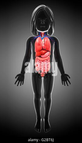 Internal organs of a child, illustration Stock Photo - Alamy