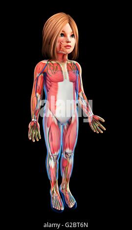 Muscular system of a child, illustration Stock Photo - Alamy
