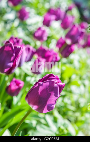 Purple tulip in a flowerbed lit by the sunlight seen up close Stock ...
