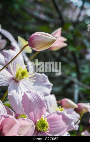 Magenta clematis blossoms in the garden Stock Photo - Alamy