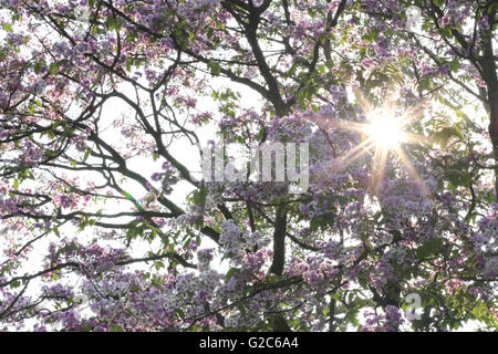 Lagerstroemia speciosa flower plant on farm for harvest are cash crops ...