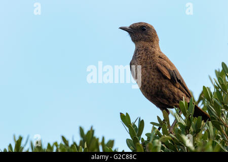 Southern ant-eating chat (Myrmecocichla formicivora), Mountain Zebra ...